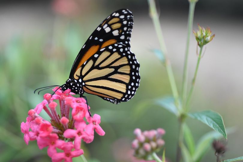 Mariposa haciendo su labor, por Tony Muñíz (2019) – La voz vegabajeña
