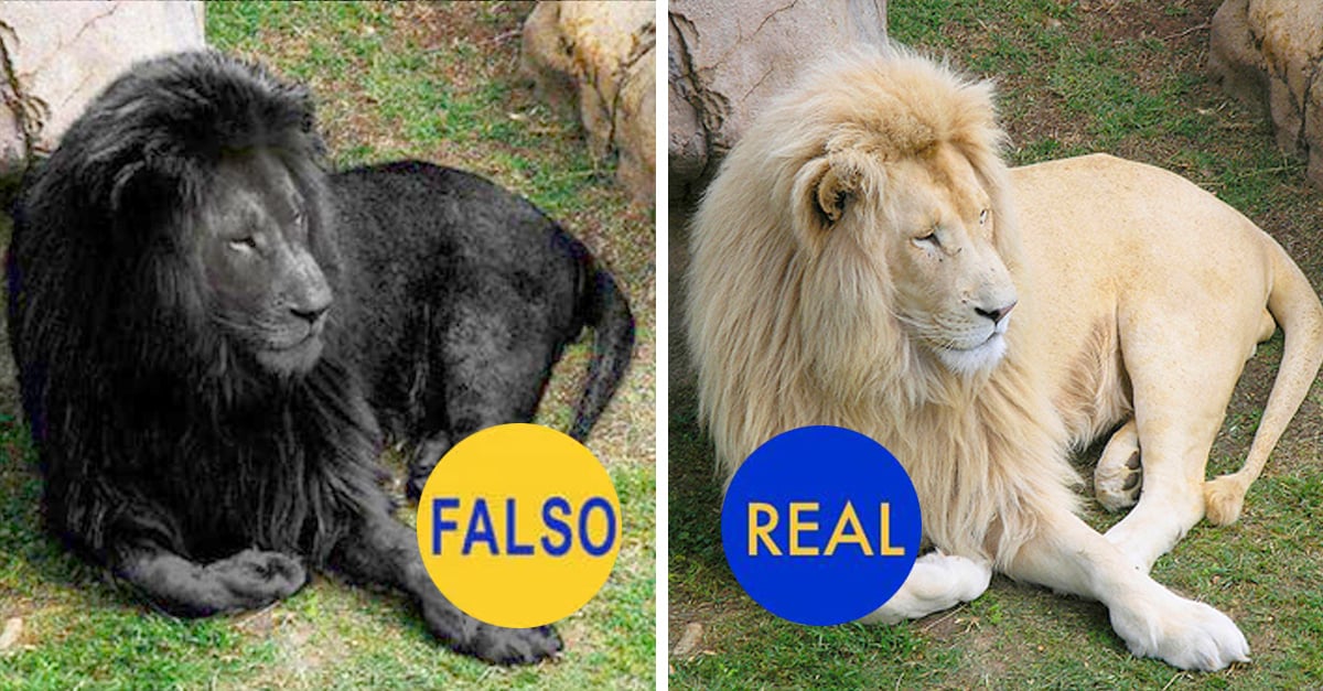 Inteligencia Artificial: Cómo detectar fotos falsas – La voz vegabajeña