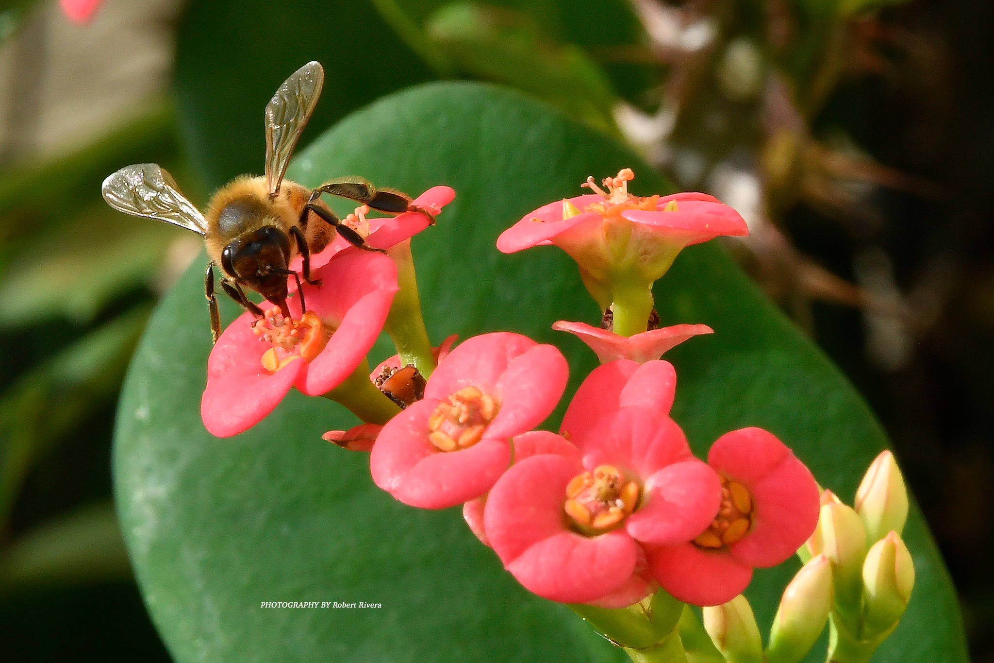 Abejas, por Robert Rivera – La voz vegabajeña